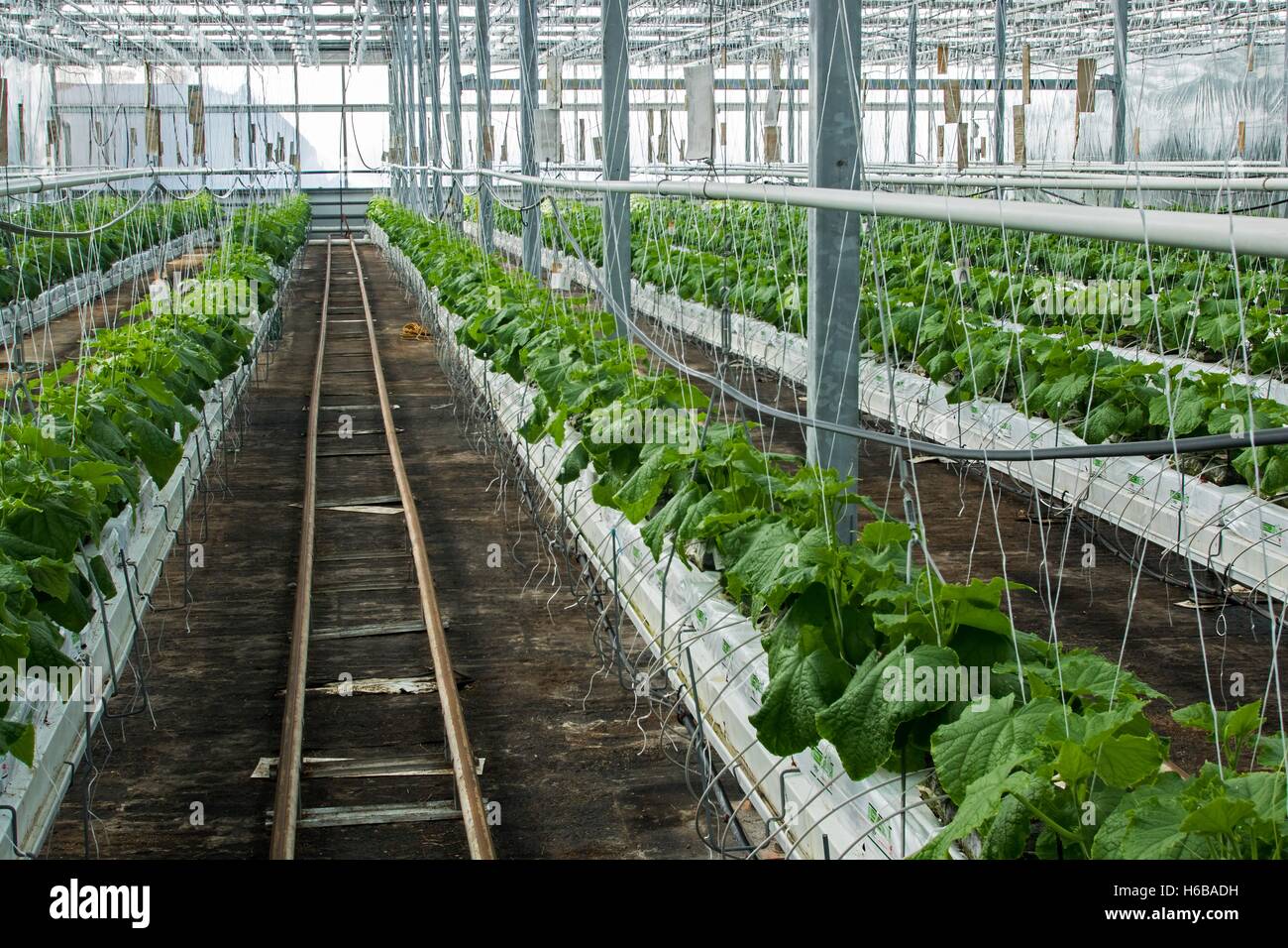 Pickles culture in hydroponics room. Lufa Farms. Montreal. Province of ...