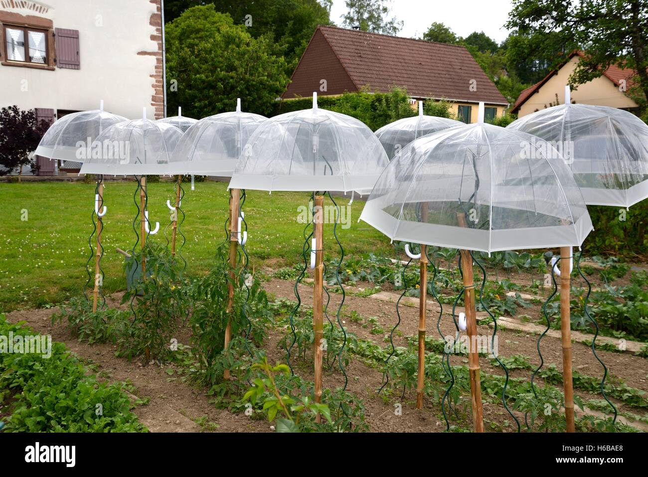 Umbrellas for protection in a vegetable garden Stock Photo - Alamy