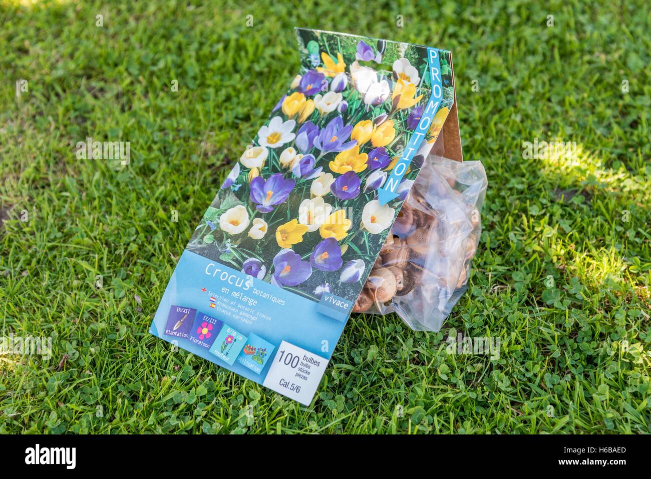 Planting crocus bulbs in a lawn Stock Photo - Alamy