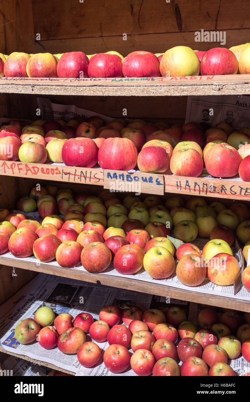 Crop variety apples, stored in a fruit stand Stock Photo - Alamy