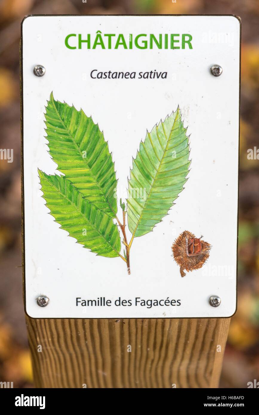 Signage of tree species in a forest Stock Photo - Alamy