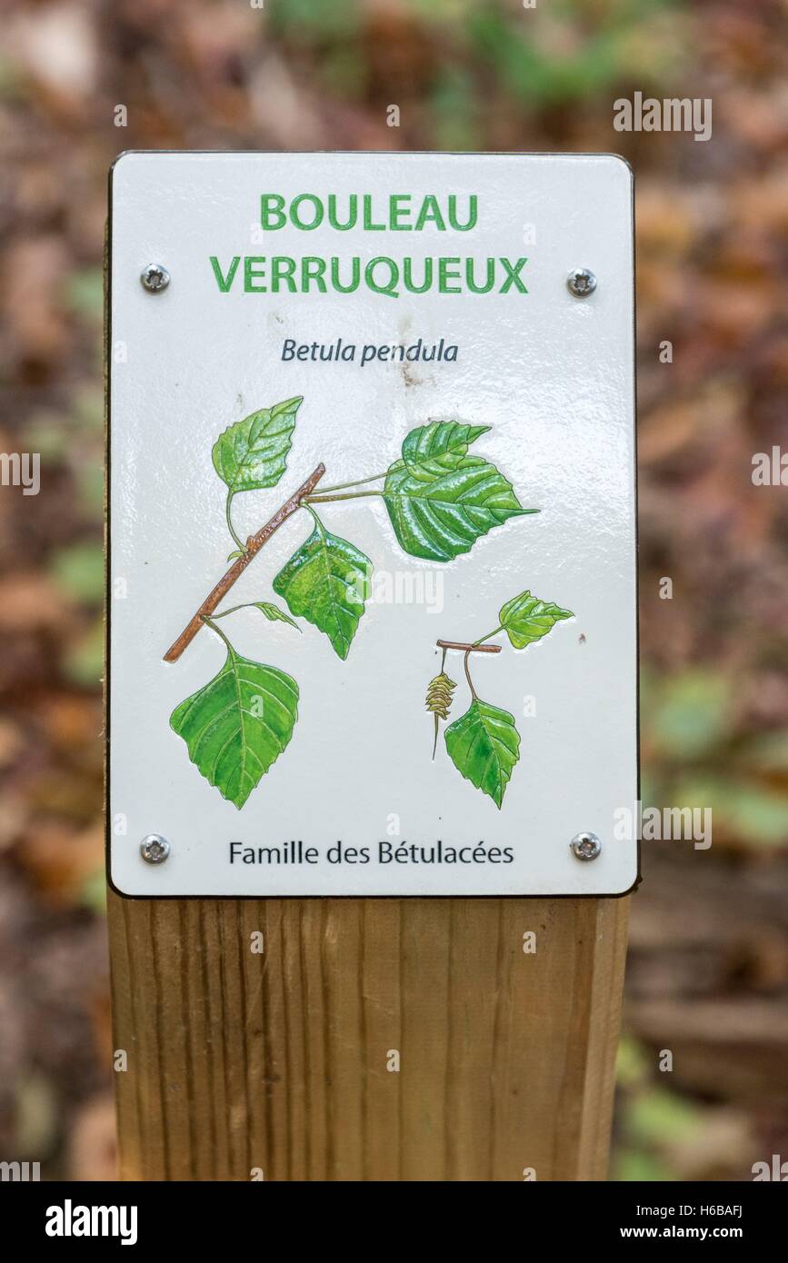 Signage of tree species in a forest Stock Photo - Alamy