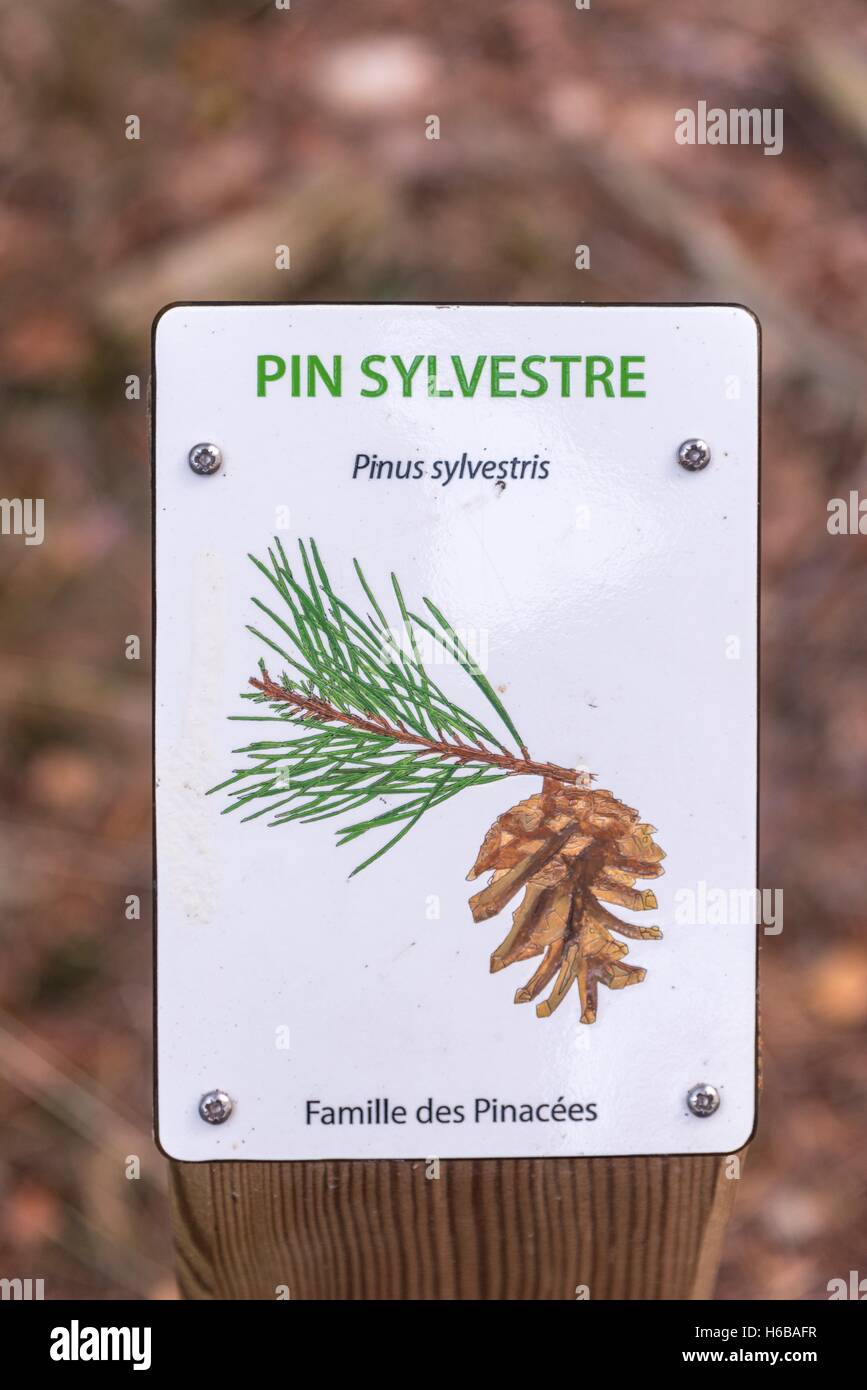 Signage of tree species in a forest Stock Photo - Alamy