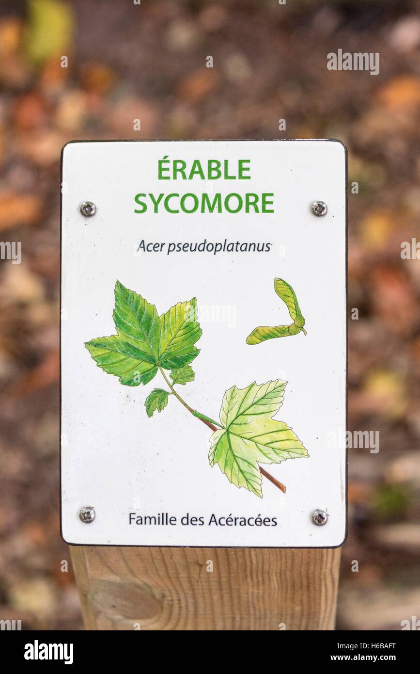 Signage of tree species in a forest Stock Photo - Alamy