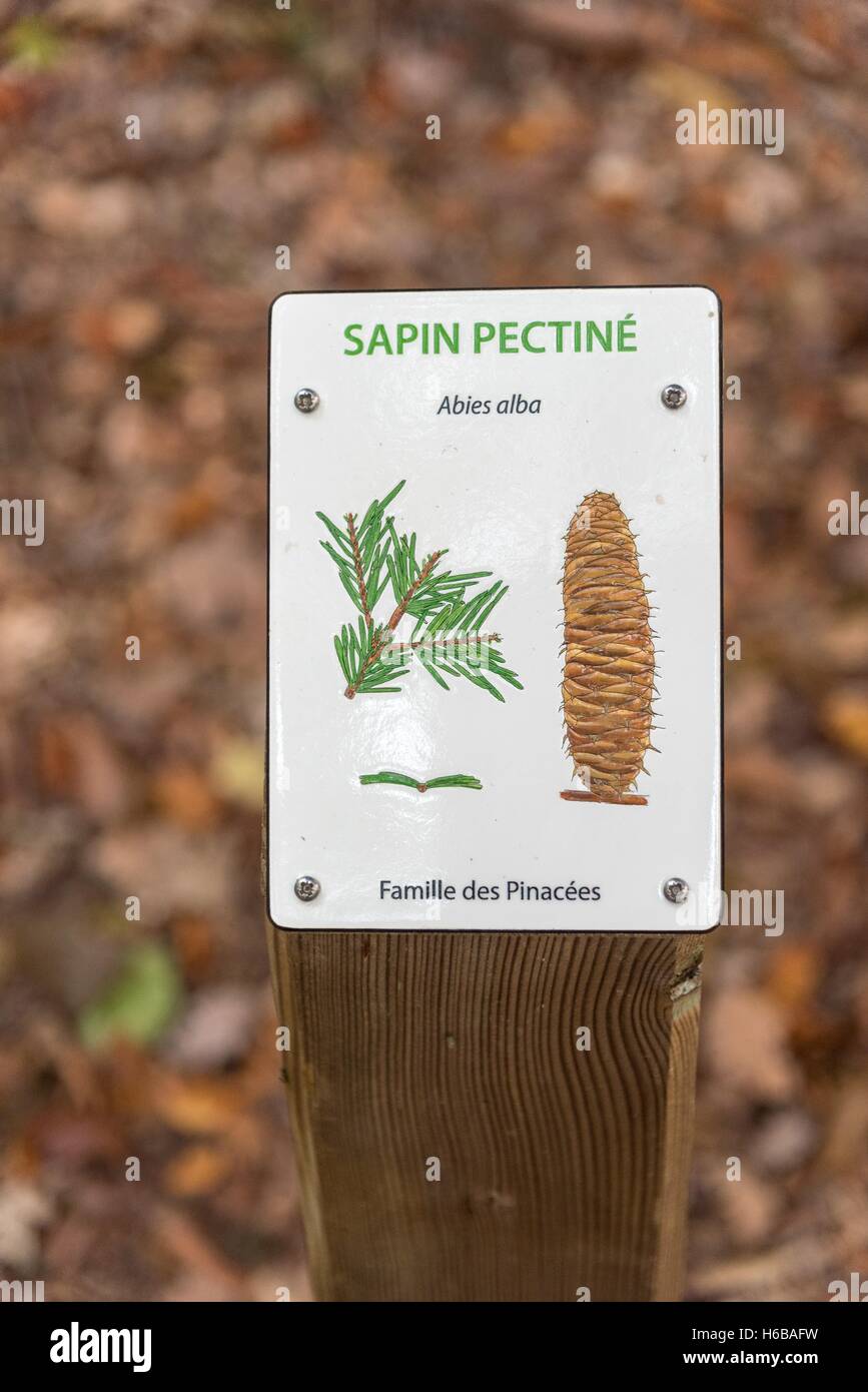 Signage of tree species in a forest Stock Photo - Alamy