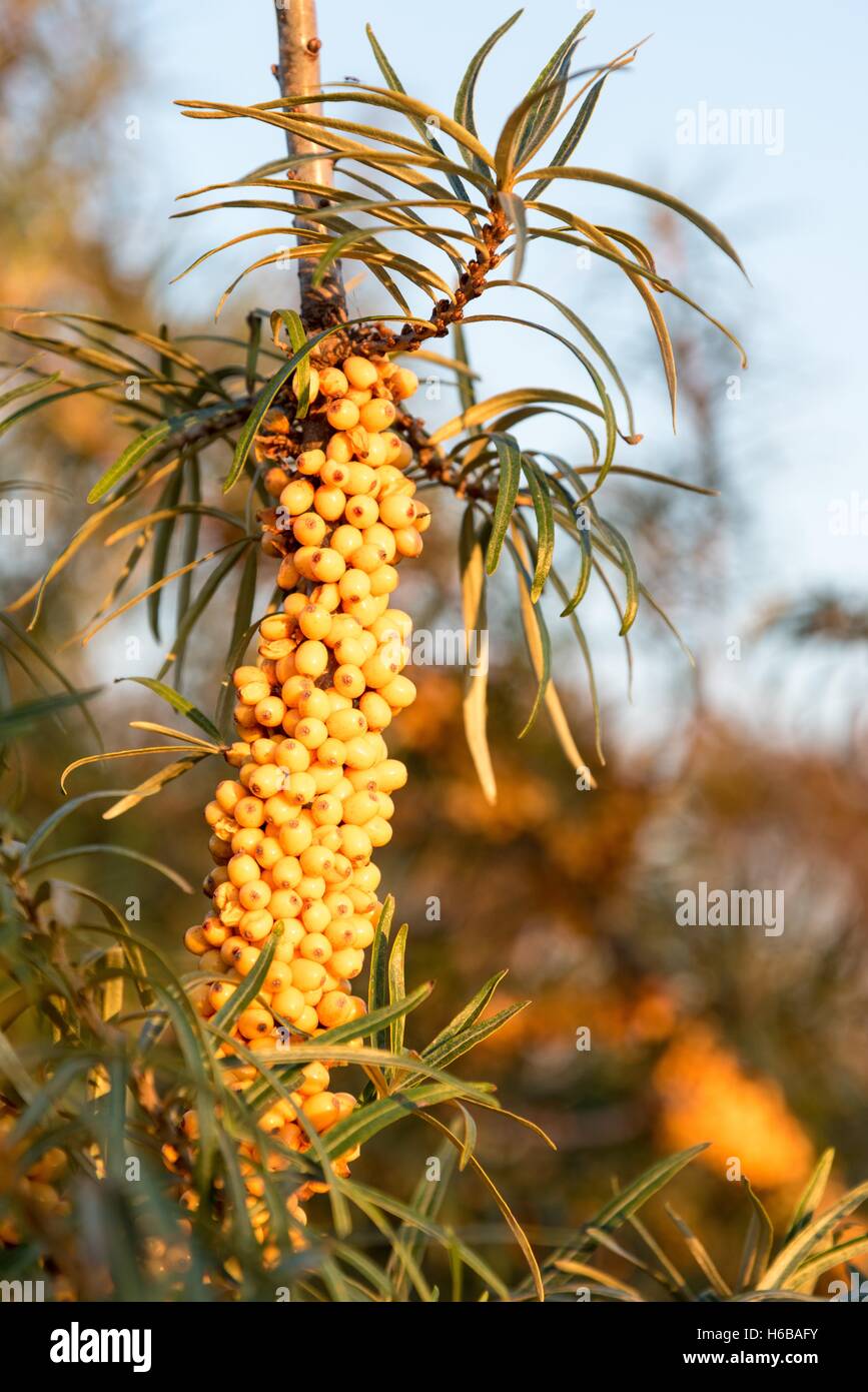 Sea buckthorn fruit Stock Photo - Alamy