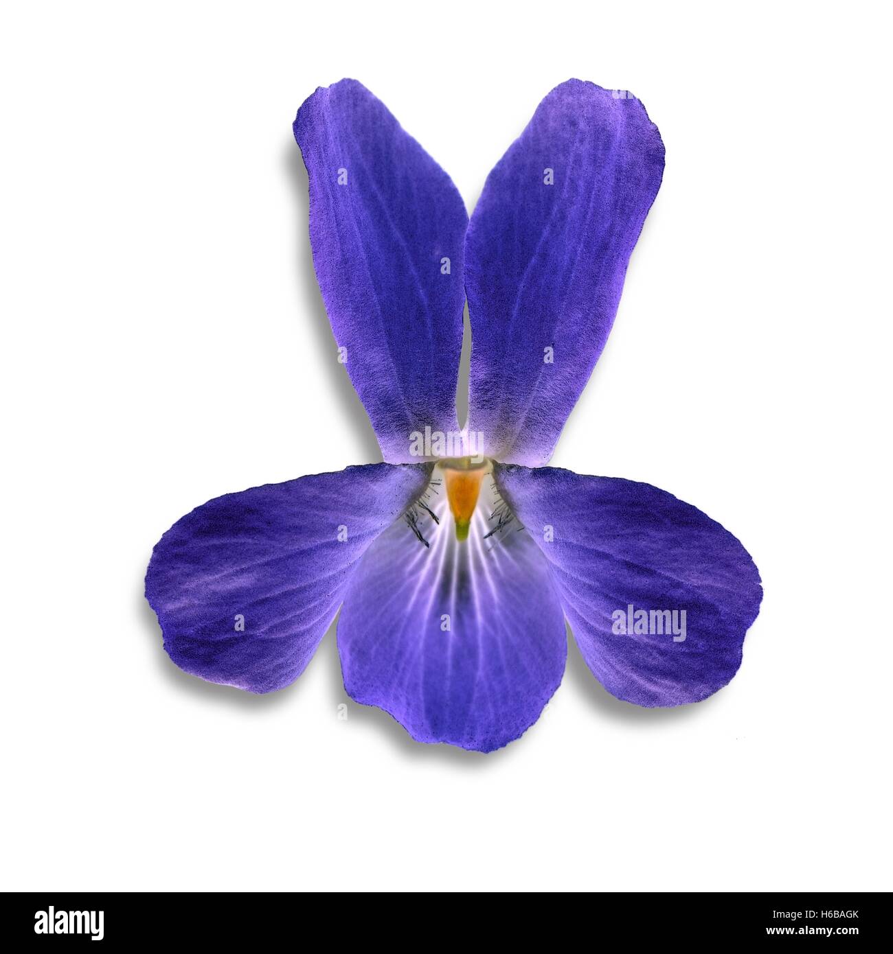 Sweet Violet, face flower on white background Stock Photo - Alamy