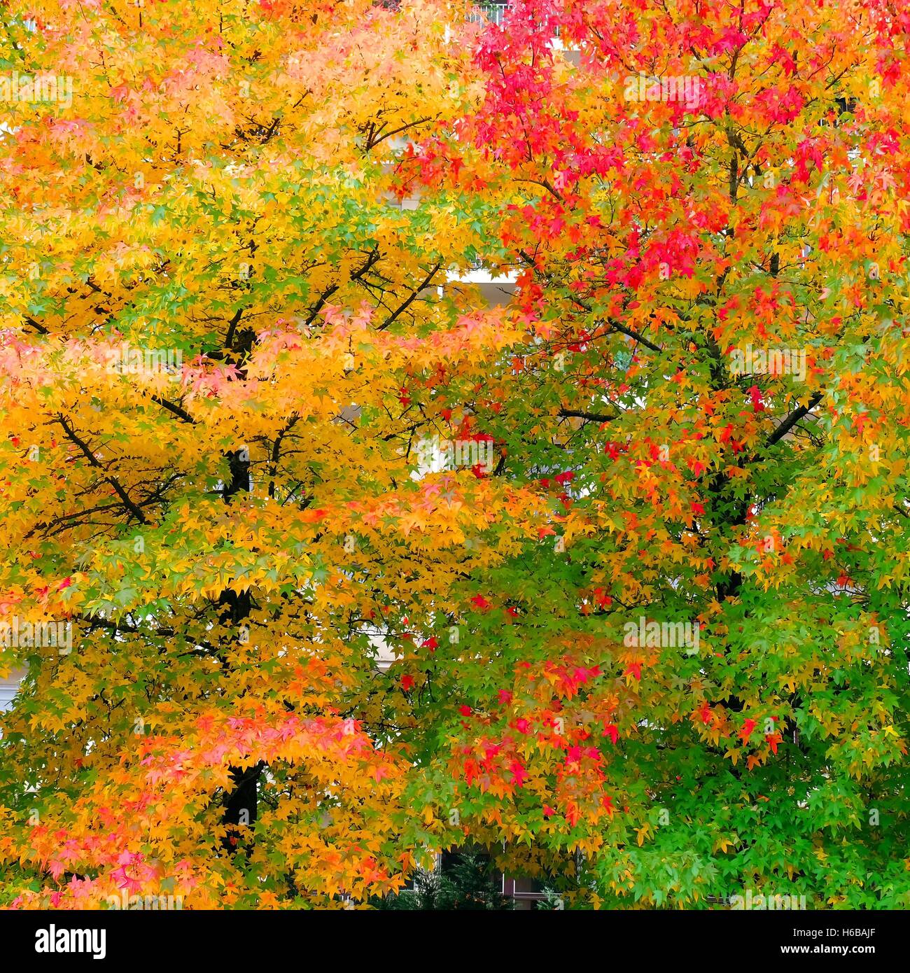 Foliage in autumn color Stock Photo - Alamy