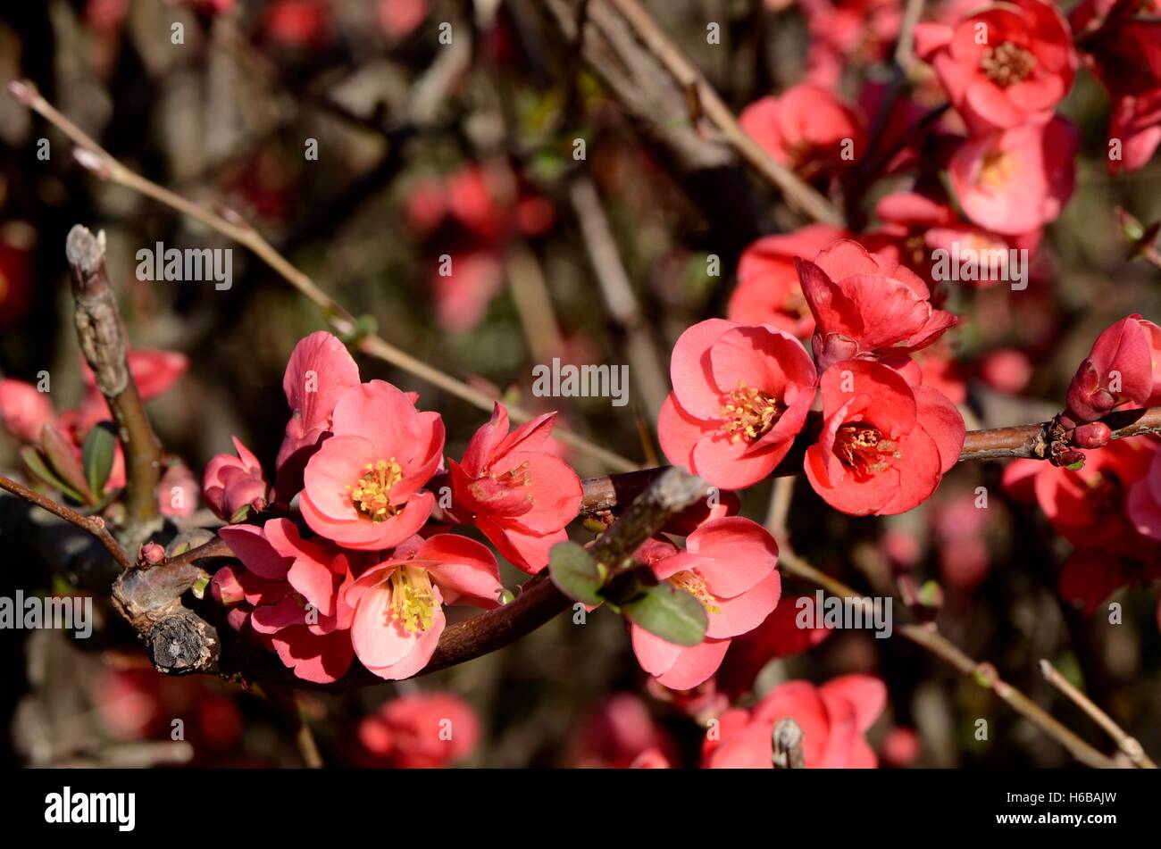Maules quince hi-res stock photography and images - Alamy