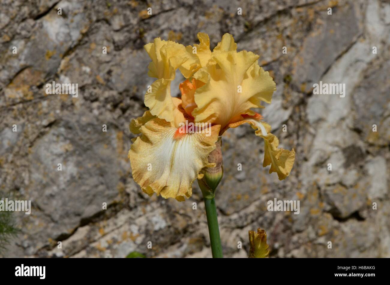 Iris variety 'Ribands' producer Bernard Laporte, Iris plantation ...