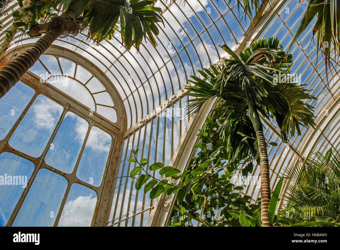 Kew Gardens. Palm House, Large greenhouse, interior view, tropical ...