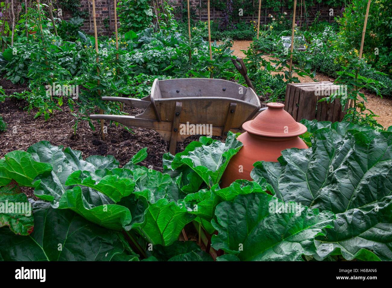Kew Gardens. Rhubarb pots bleach rhubarb and wooden wheelbarrow Stock ...