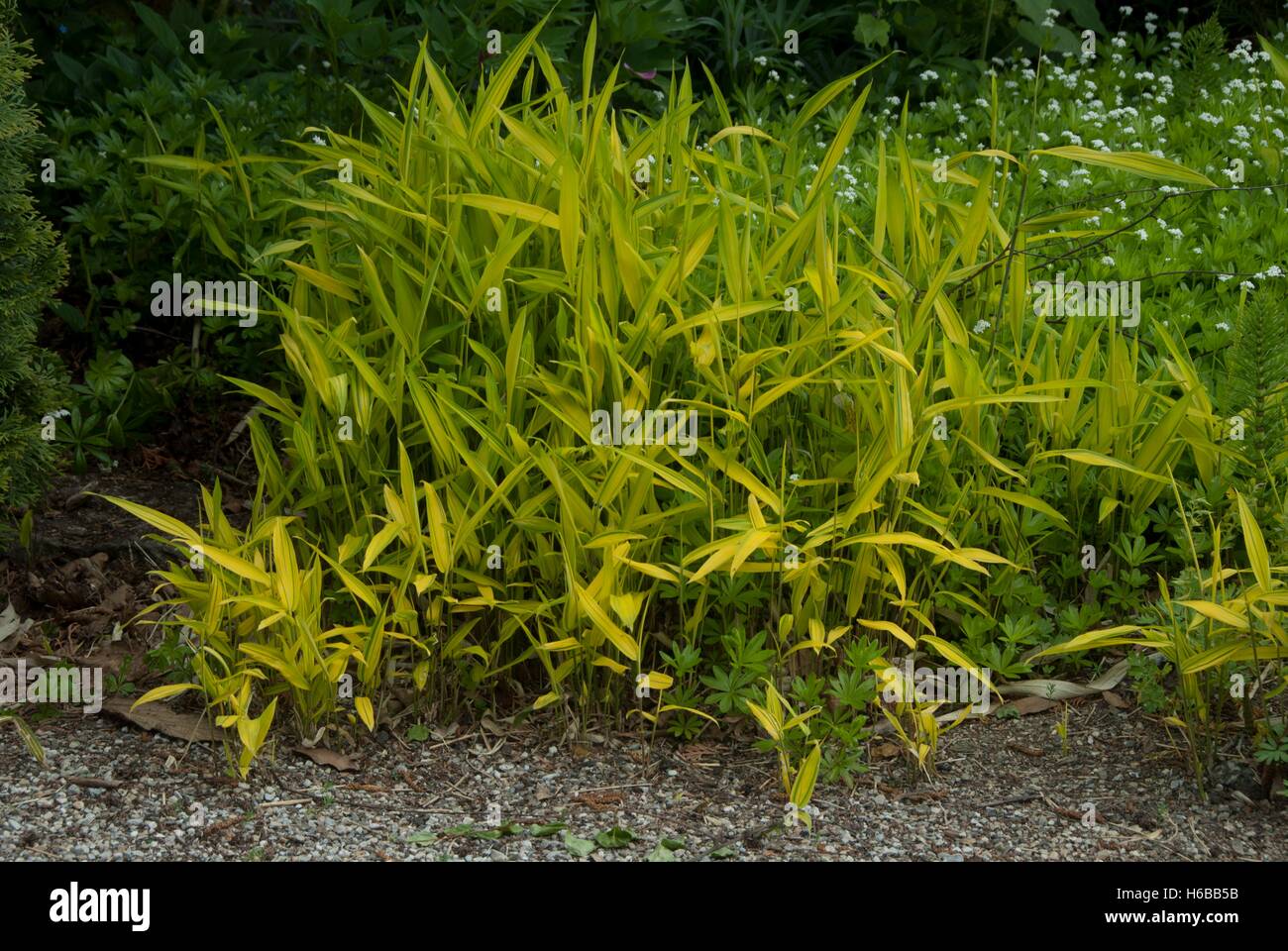 Dwarf Yellow High Resolution Stock Photography and Images - Alamy