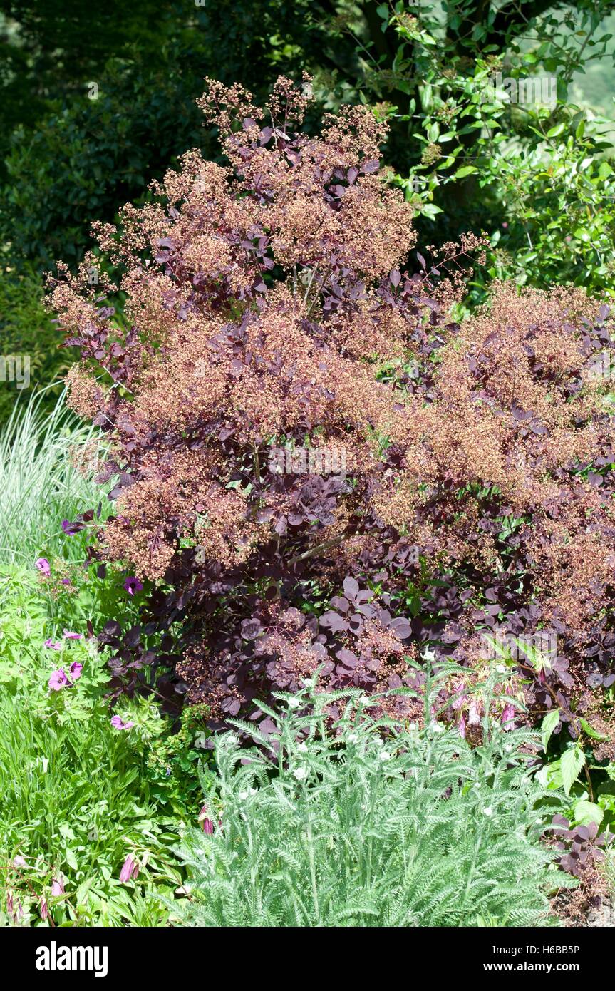 Cotinus sp hi-res stock photography and images - Alamy