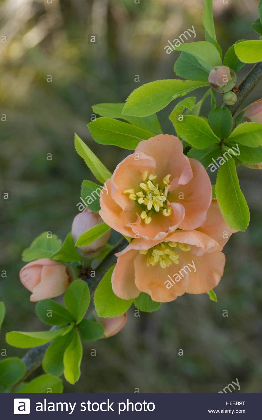 Maules Quince Stock Photos & Maules Quince Stock Images - Alamy