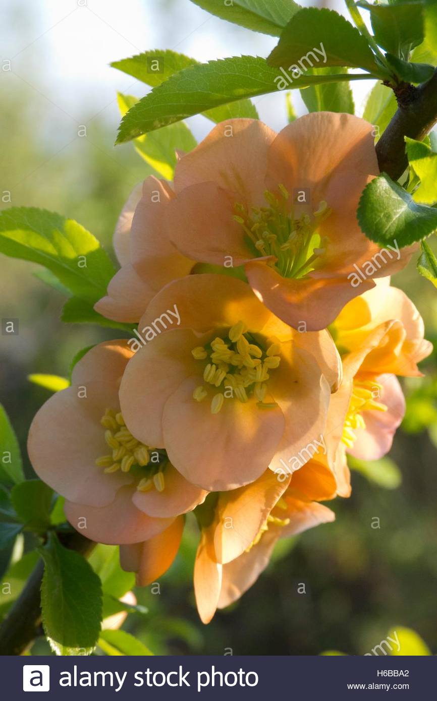 Maules Quince Stock Photos & Maules Quince Stock Images - Alamy