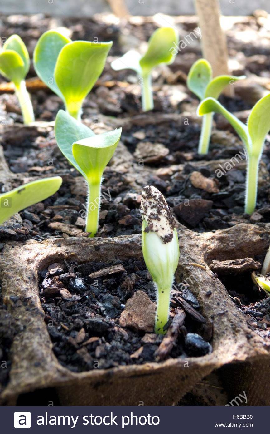 Zucchini Seedlings Stock Photos & Zucchini Seedlings Stock Images - Alamy