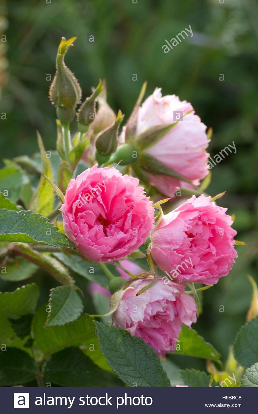 Grootendorst Stock Photos & Grootendorst Stock Images - Alamy