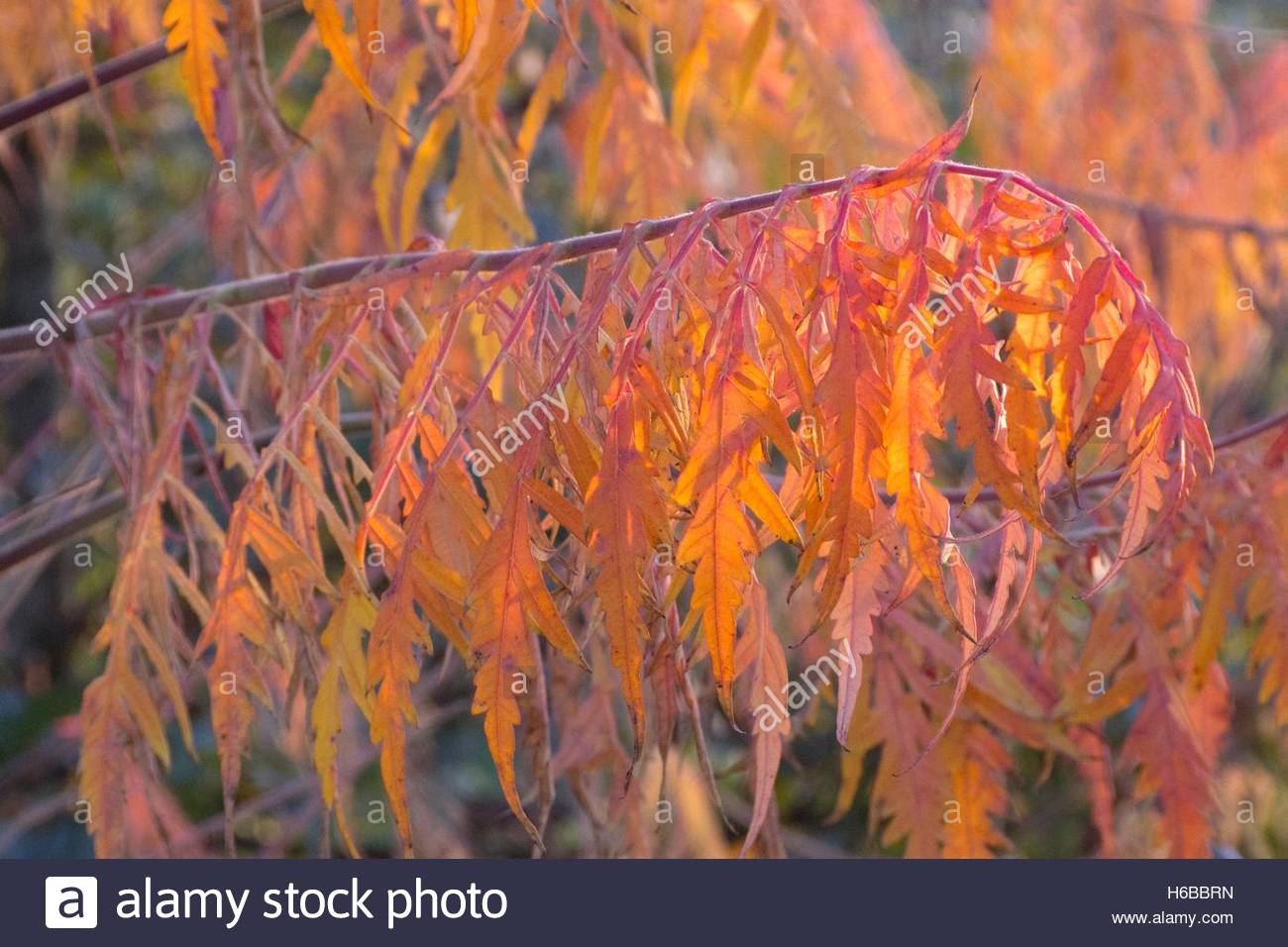 Rhus Typhina Stock Photos & Rhus Typhina Stock Images - Alamy