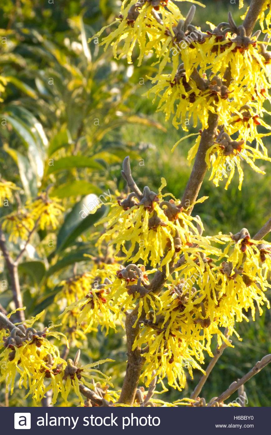 Chinese Witch Hazel Stock Photos & Chinese Witch Hazel Stock Images - Alamy