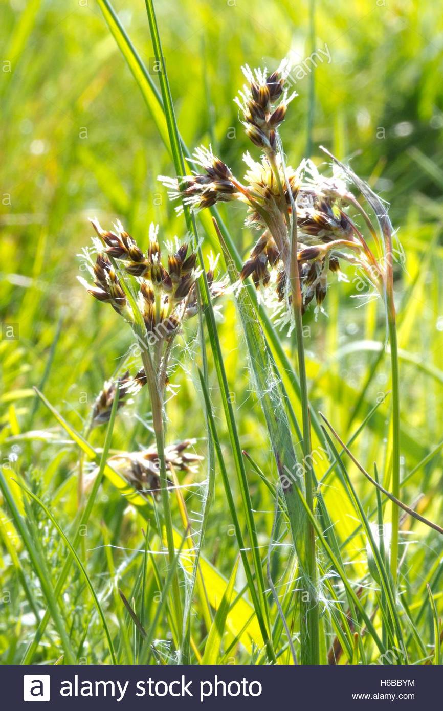 Woodrush Stock Photos & Woodrush Stock Images - Alamy