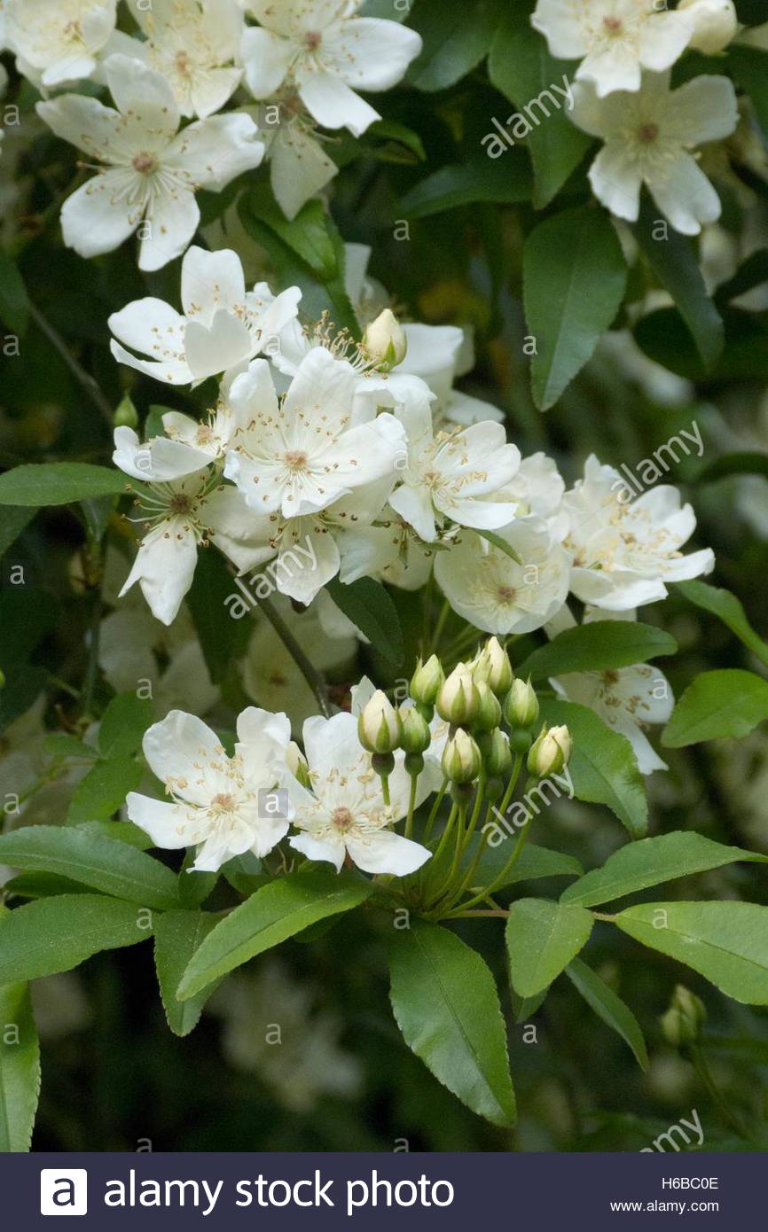 Lady Banks Rose Stock Photos & Lady Banks Rose Stock Images - Alamy