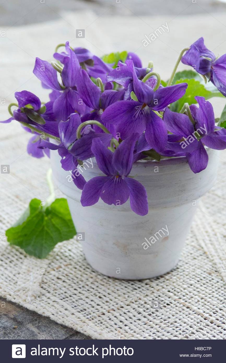 Bunch Of Violets Stock Photos & Bunch Of Violets Stock Images - Alamy