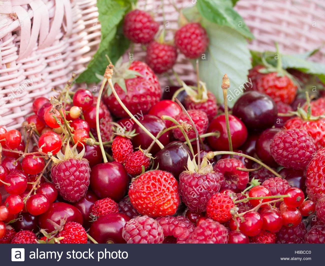 Wild Cherries Stock Photos & Wild Cherries Stock Images - Alamy