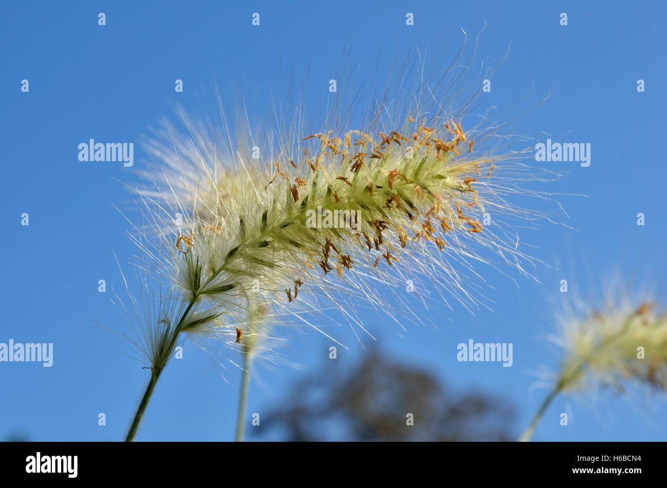 Feathertop Fountain Grass High Resolution Stock Photography and Images ...