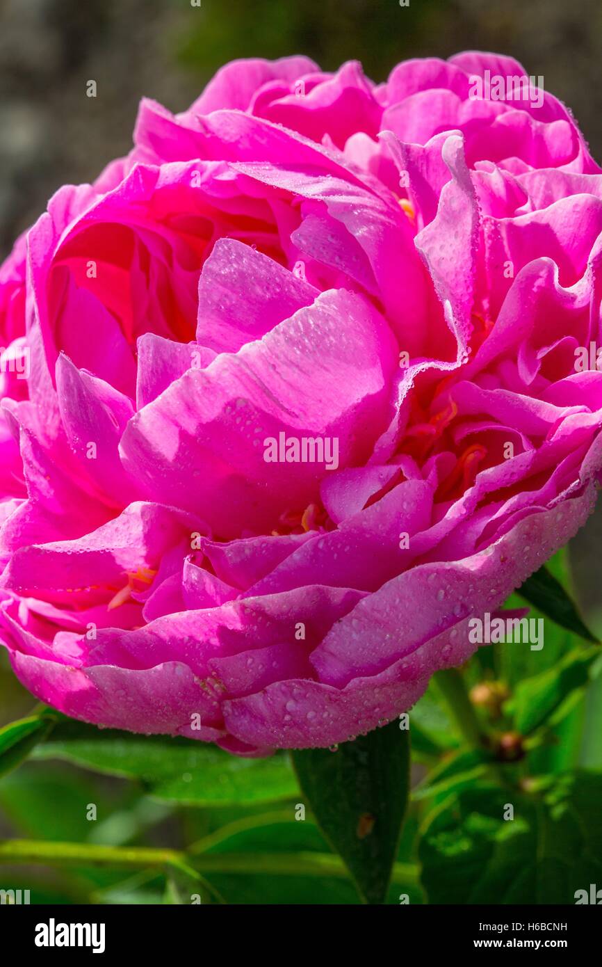 Paeony in bloom in a garden Stock Photo - Alamy