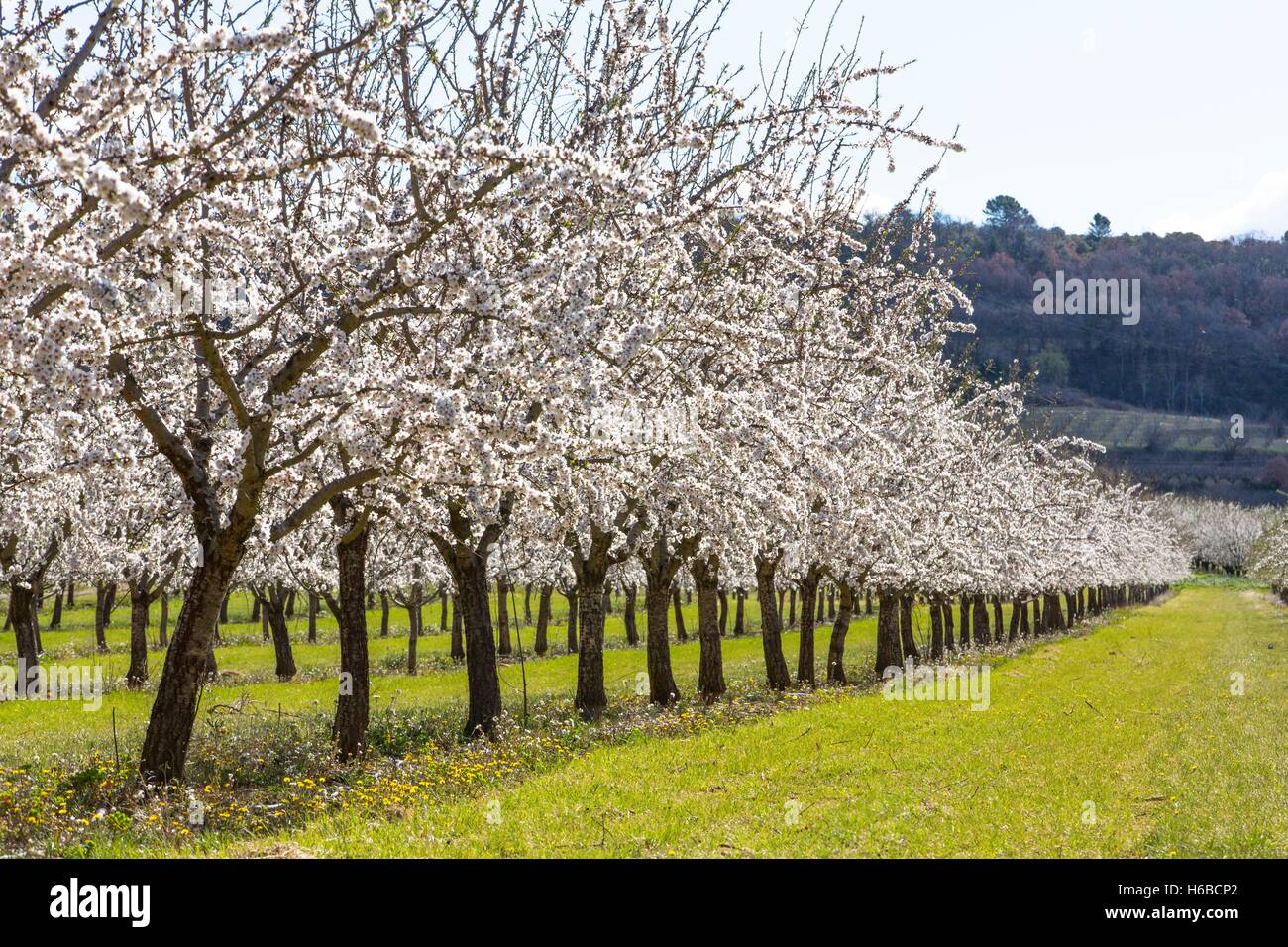 Almond trees in bloom in Venasque - Pronvence - France Stock Photo - Alamy
