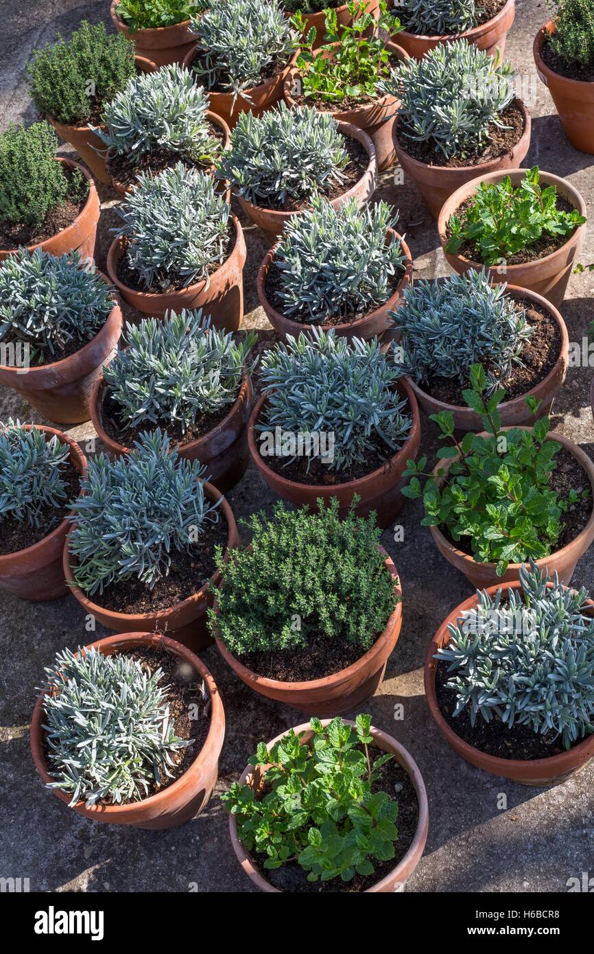 Aromatic plants in pot - Provence - France Stock Photo - Alamy