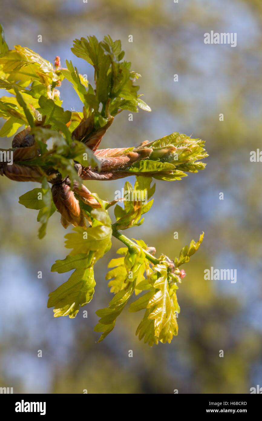 Downy oak buds at springtime - France Stock Photo - Alamy