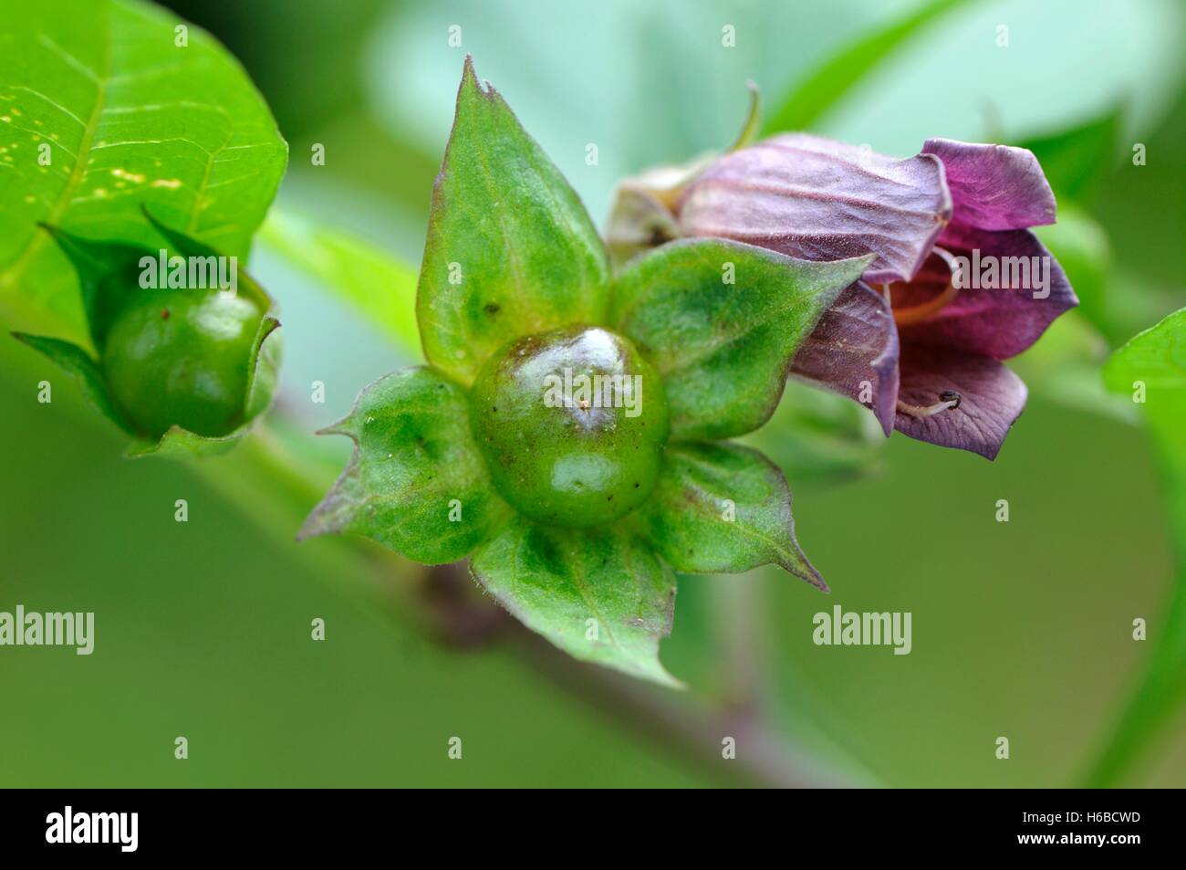 Belladonna ( Atropa belladonna) flower and fruit before maturity, toxic ...