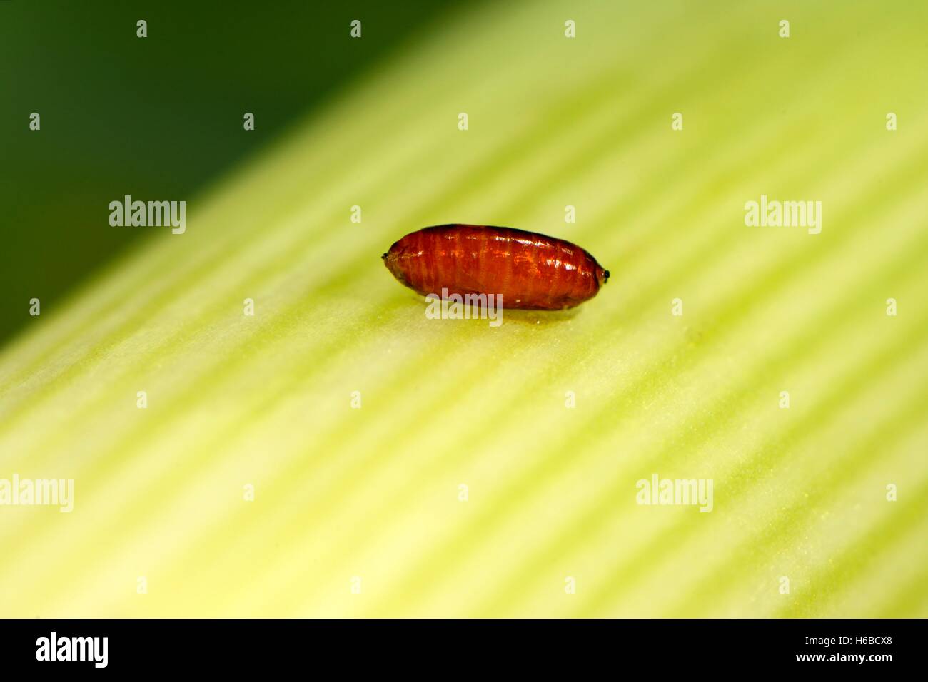 Phytomyza gymnostoma hi-res stock photography and images - Alamy