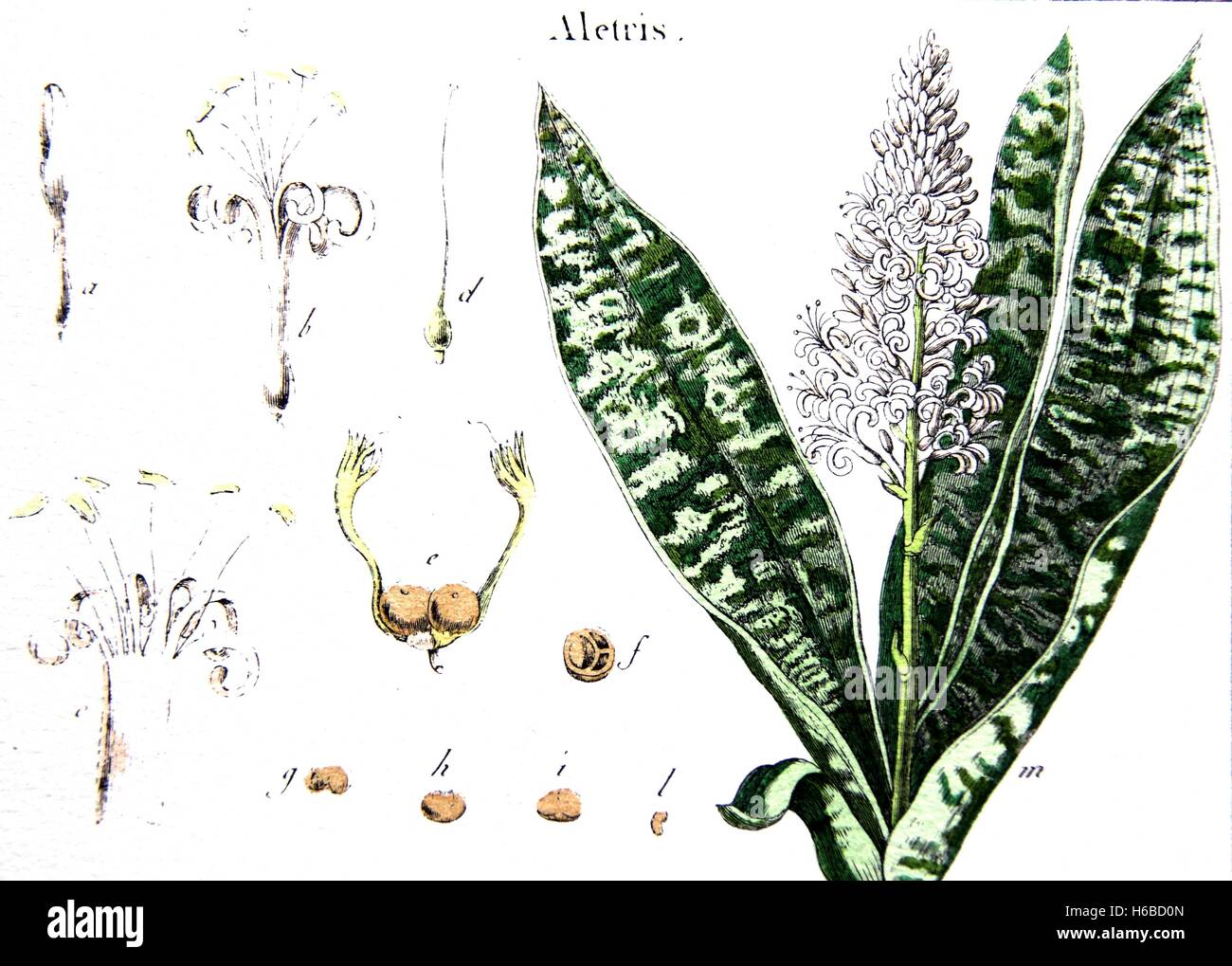 Botanical board drawing of Aletris Stock Photo - Alamy