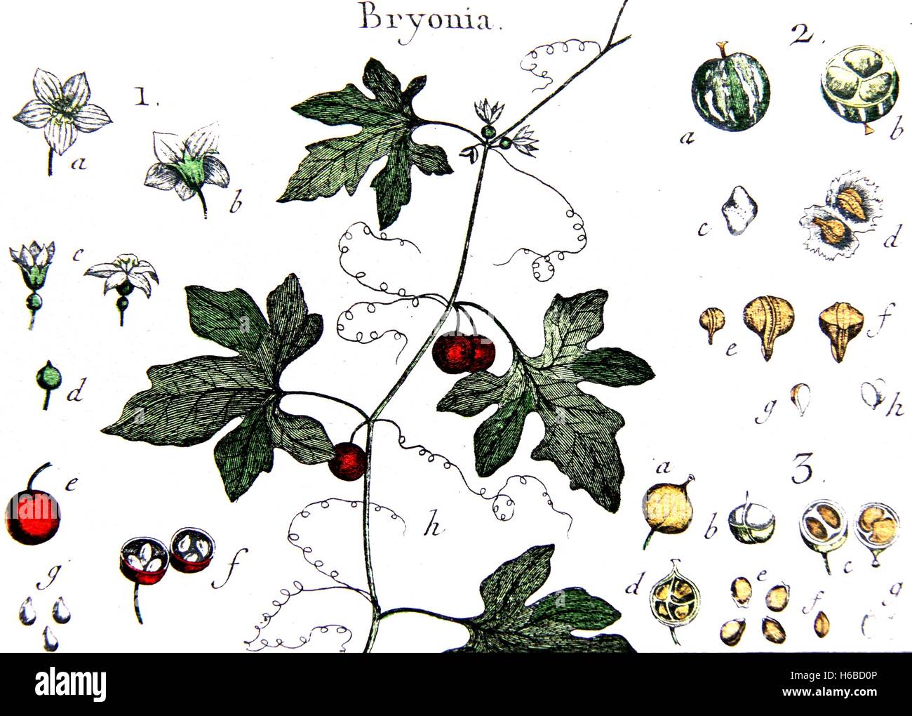 Botanical board drawing of bryonia Stock Photo - Alamy