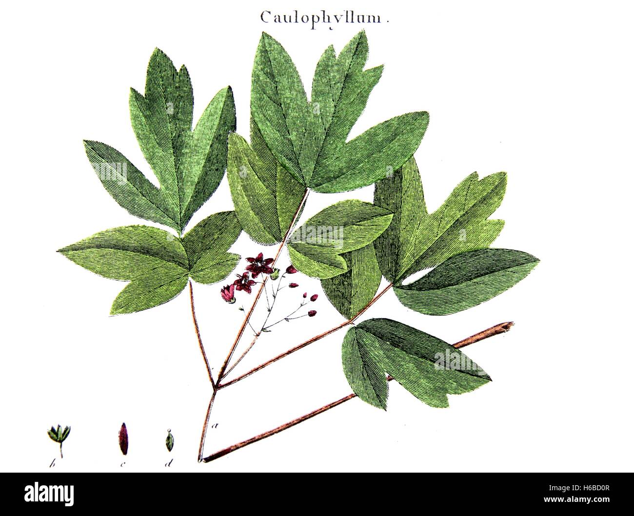 Botanical board drawing of Caulophyllum Stock Photo - Alamy