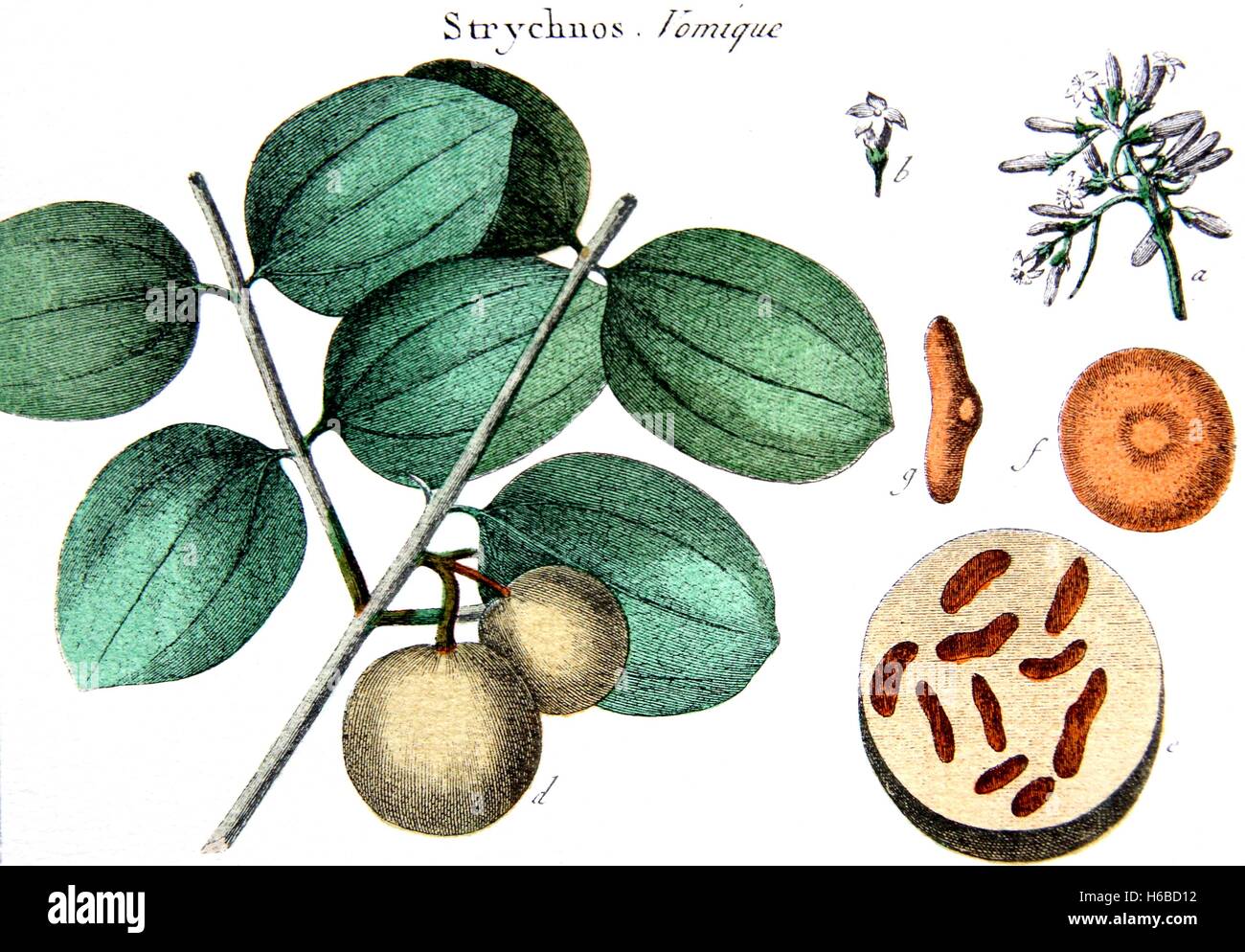 Vomique hi-res stock photography and images - Alamy