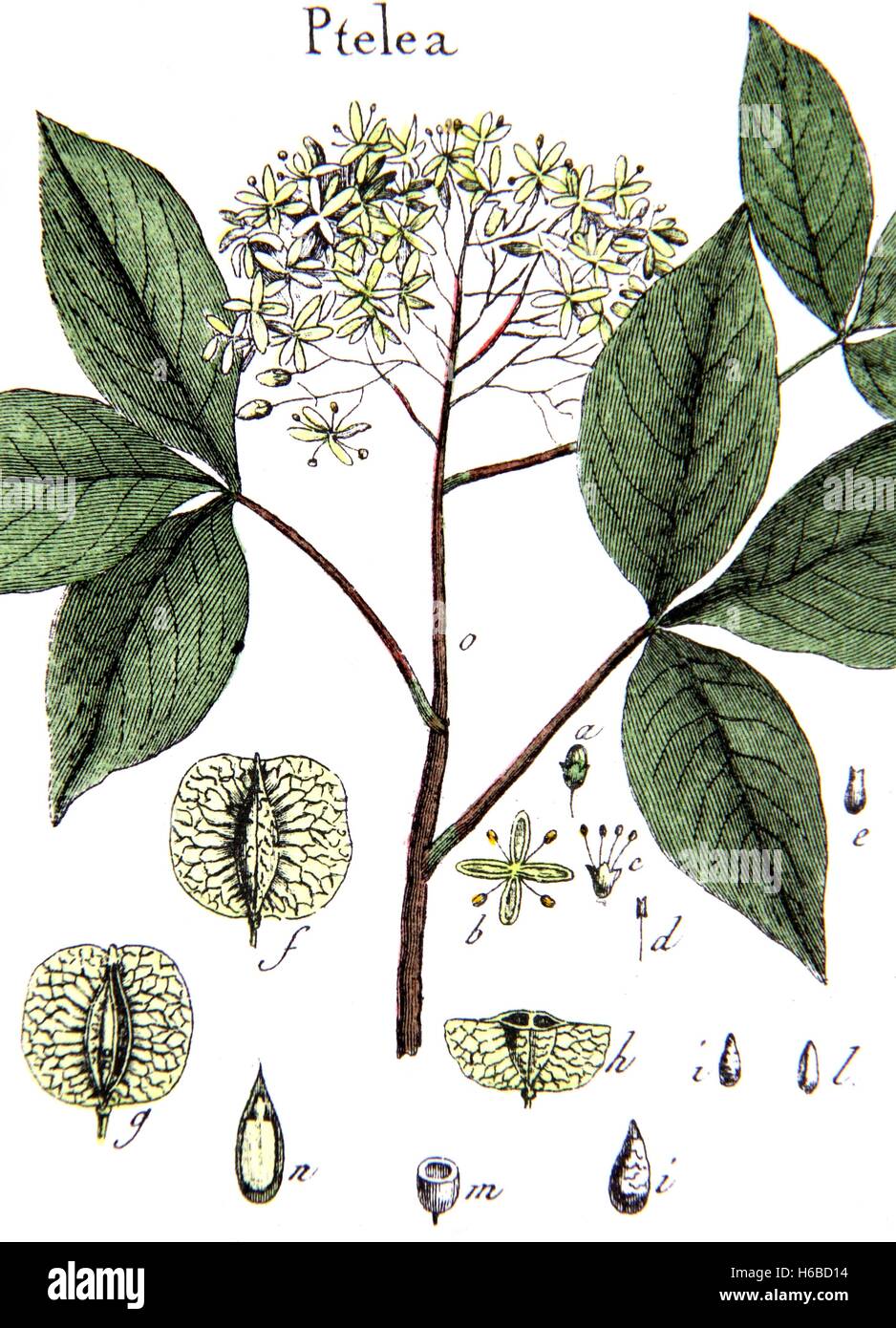 Botanical board drawing of Ptelea Stock Photo - Alamy