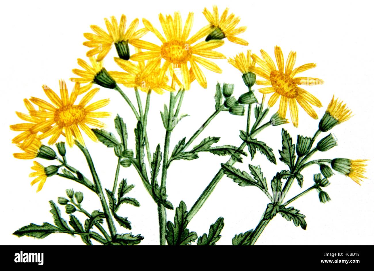 Botanical Drawing Ragwort High Resolution Stock Photography and Images ...