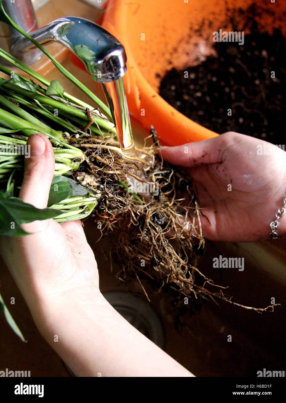 Step by step of a natural filter for water of an aquarium: 2/ Roots ...