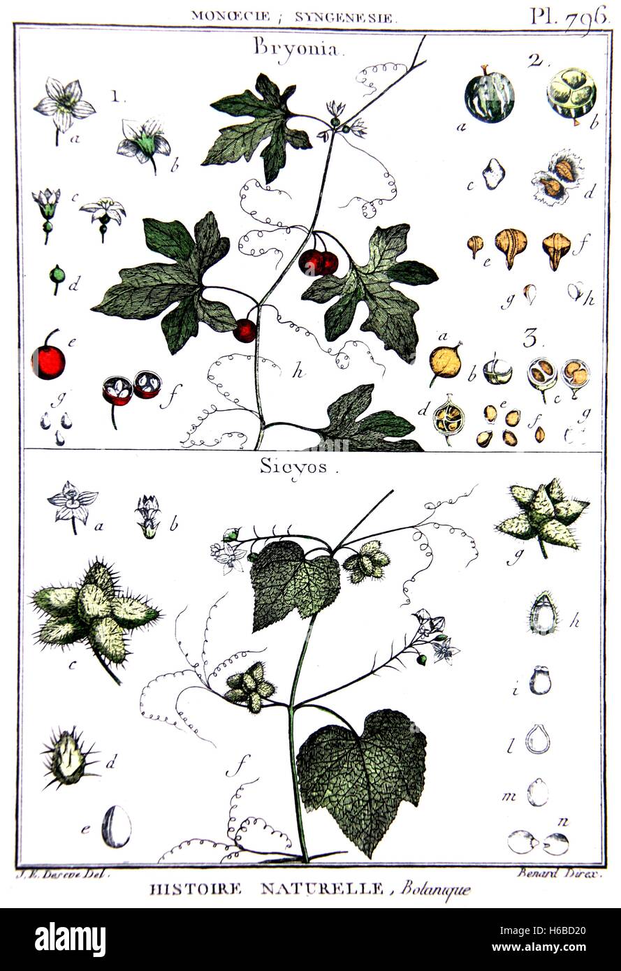 Botanical board drawing of Bryonia and Sicyos Stock Photo - Alamy