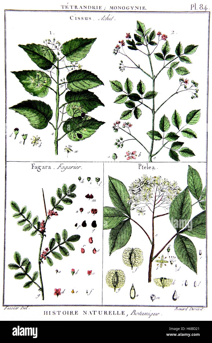 Fagara hi-res stock photography and images - Alamy