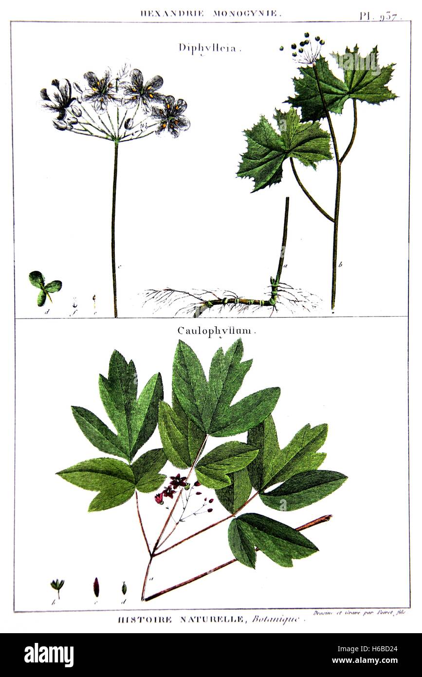 Botanical board drawing of Diphylleia and Caulophyllum Stock Photo - Alamy
