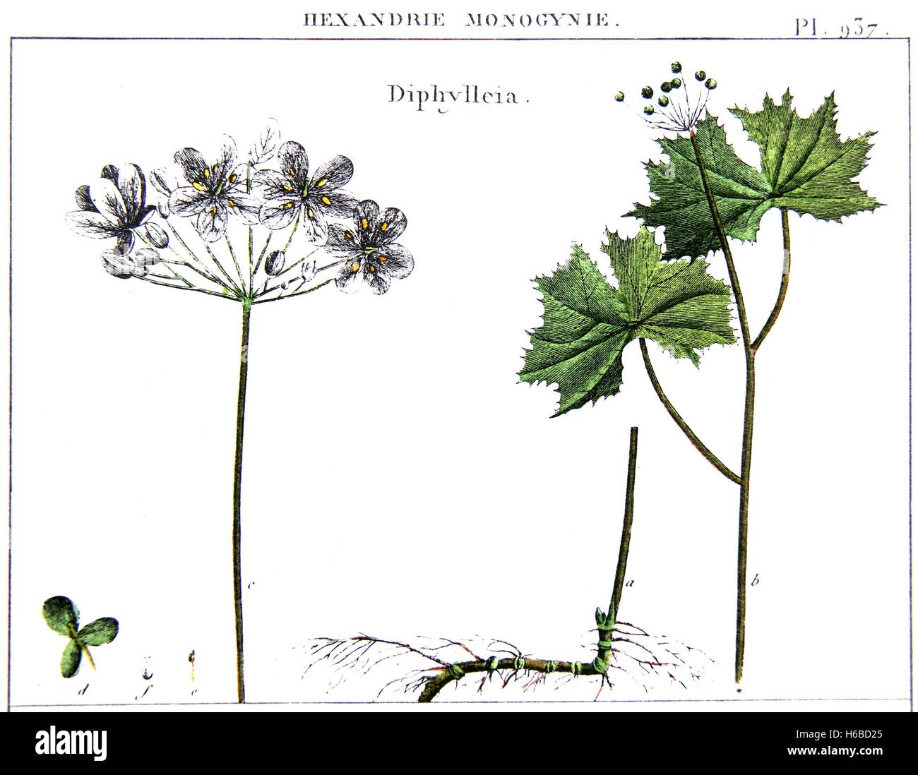 Botanical board drawing of Diphylleia Stock Photo - Alamy