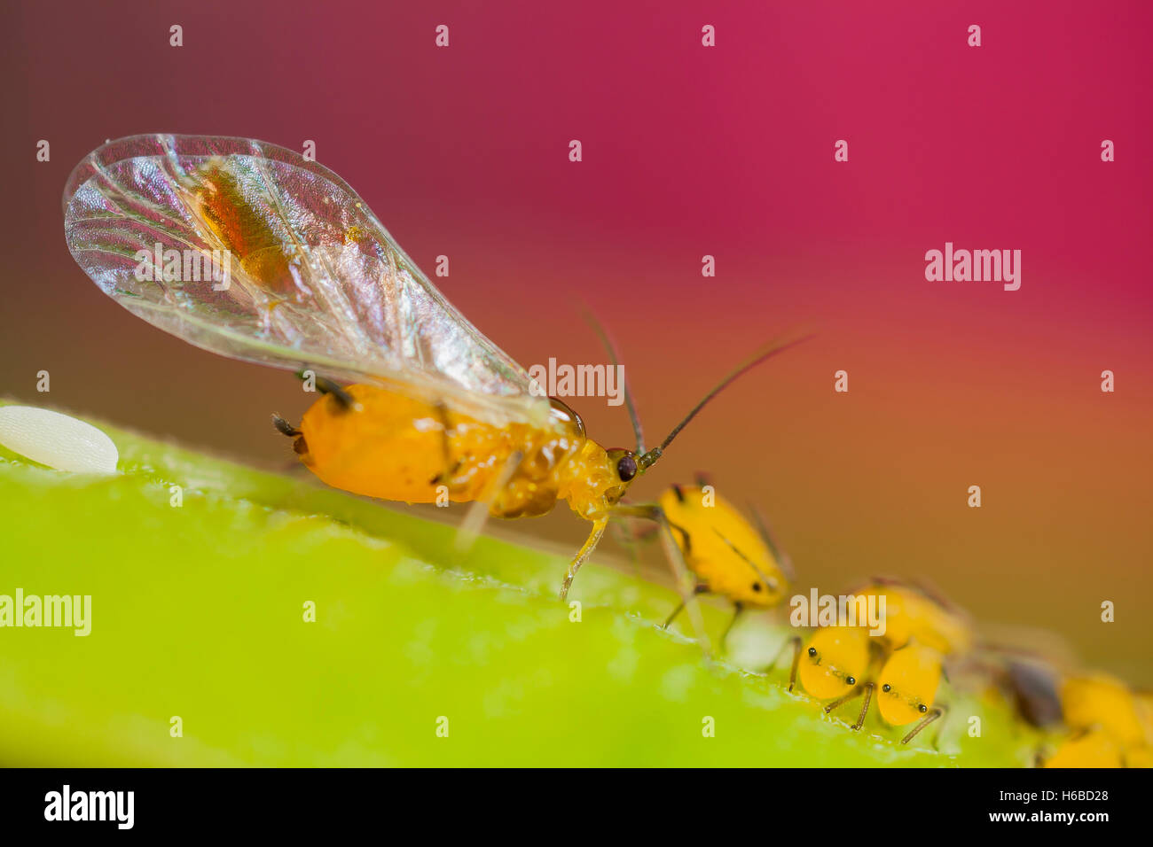Oleander aphid (Aphis nerii ) on stem at spring , France Stock Photo ...