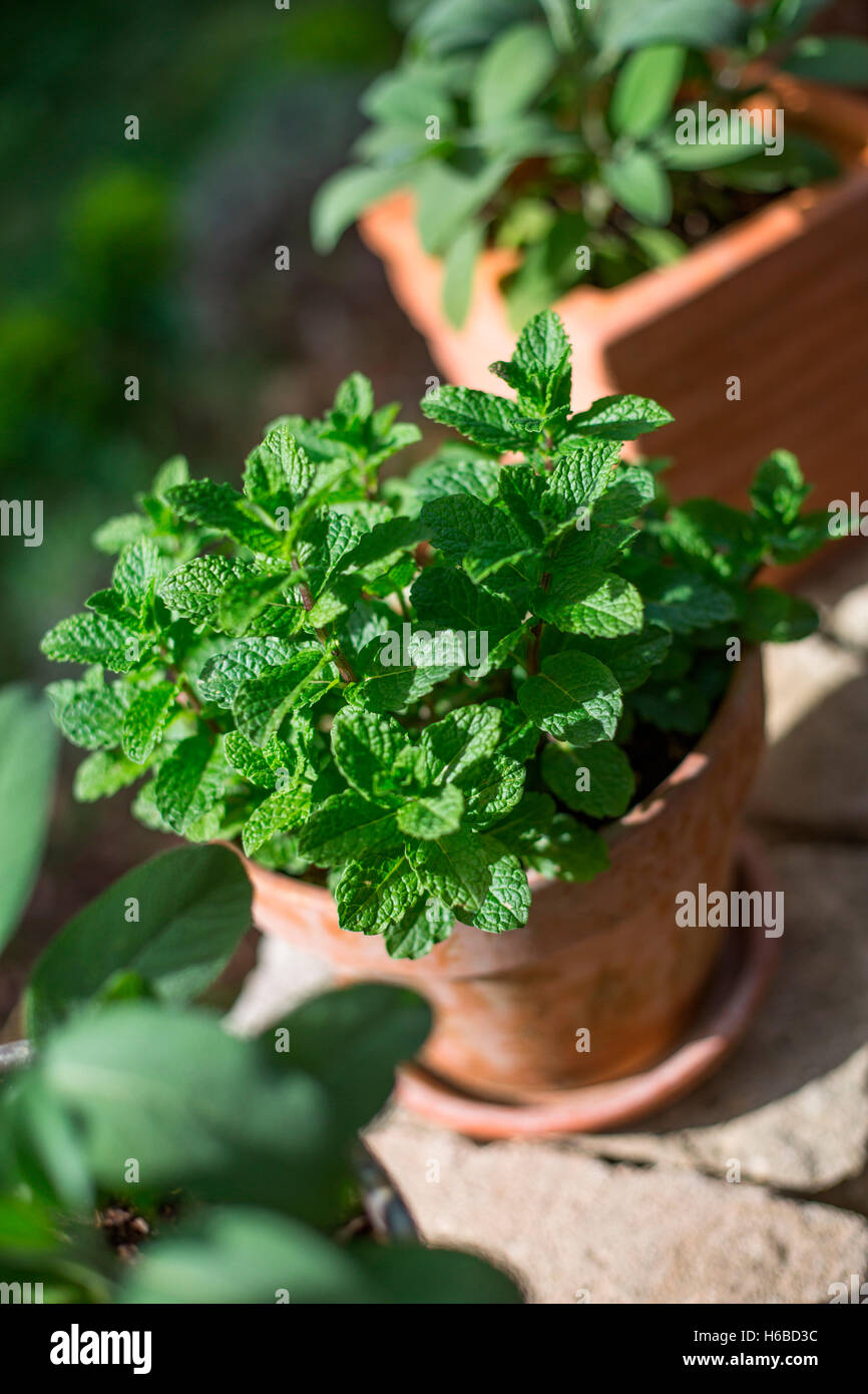 Mint in pot, Provence, France Stock Photo - Alamy