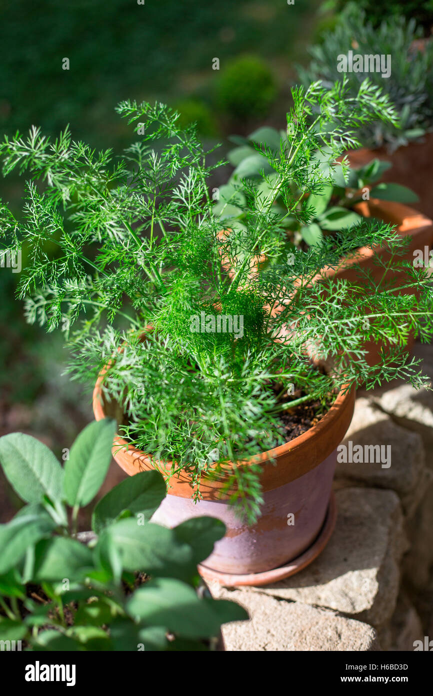 Fennel in pot, Provence, France Stock Photo - Alamy