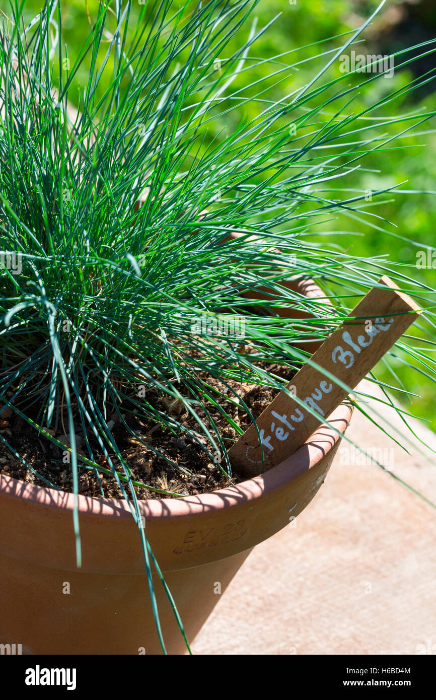 Festuca glauca - Blue fescue grass in pot, Provence, France Stock Photo ...